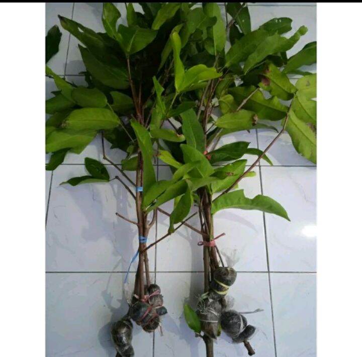 Bibit Jambu Air Cangkok Segala Jenis Batang Besar | Lazada Indonesia