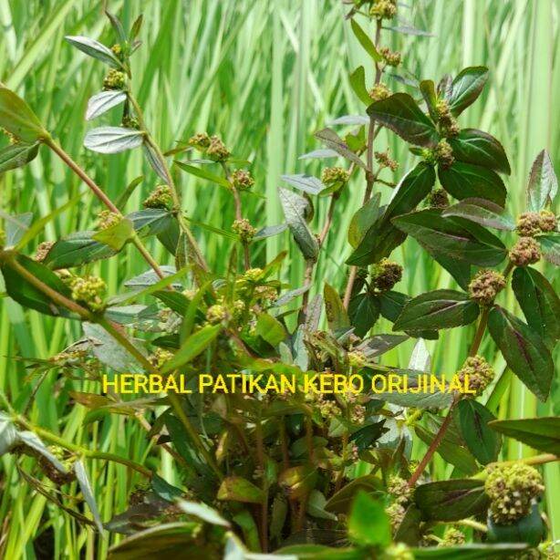HERBAL DAUN PATIKAN KEBO Orijinal Per 500 grm | Lazada Indonesia