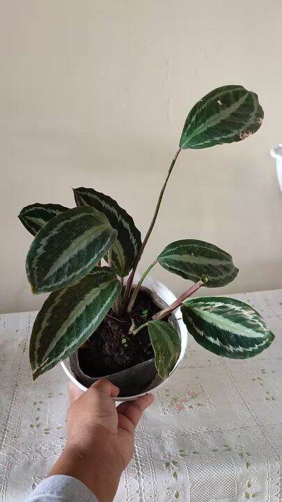Bunga Calathea Semangka tanaman calathea semangka tanaman hias | Lazada ...