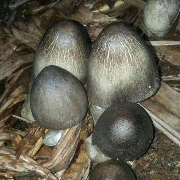 Binhi ng Kabuteng Saging | Lazada PH