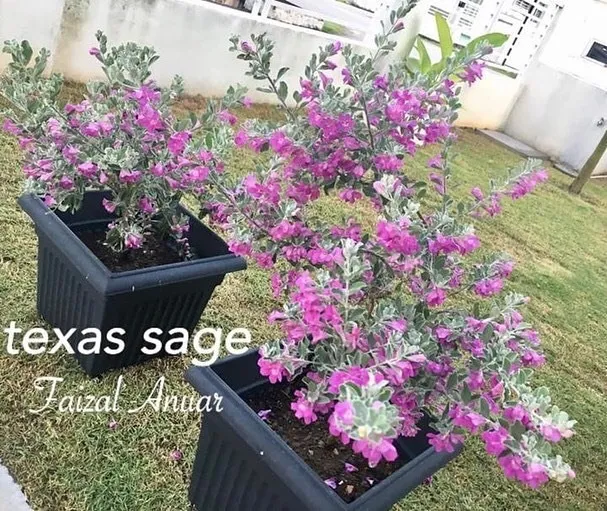 Pokok bunga texas sage, tahan panas, rajin berbunga | Lazada