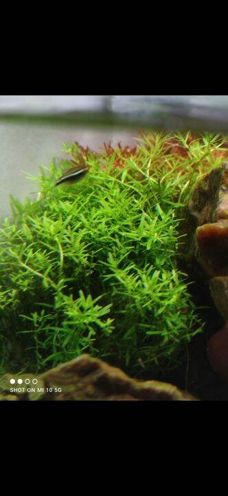 Rotala Rotundifolia green/Rotala sp 'Green'（submerged form）绿宫廷 7/stem ...