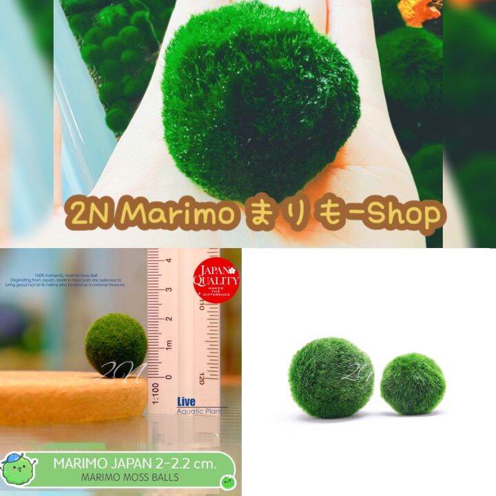 (พร้อมส่ง ของแท้💯%) Marimo มาริโมะ สาหร่ายตกแต่งตู้ปลา สาหร่ายมาริโมะ มอสบอล สาหร่ายนำโชคญี่ปุ่น ...