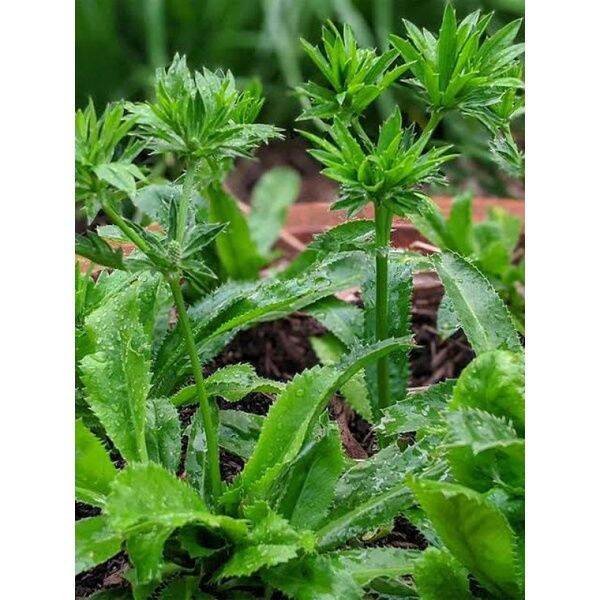 Sawtooth Coriander herbs and spices live plant | Lazada PH