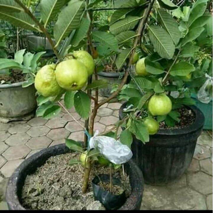 Pohon Jambu Kristal Sedang Berbuah / Berbunga Tanaman Jambu Kristal ...