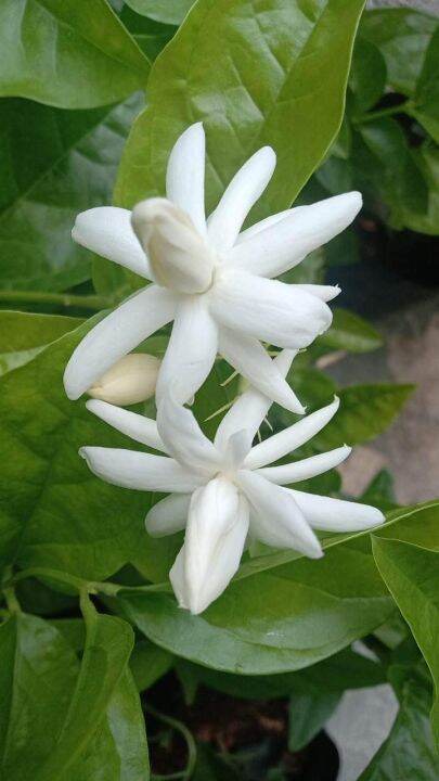 Pokok bunga jasmine plant Belle of India bunga wangi fragrant | Lazada