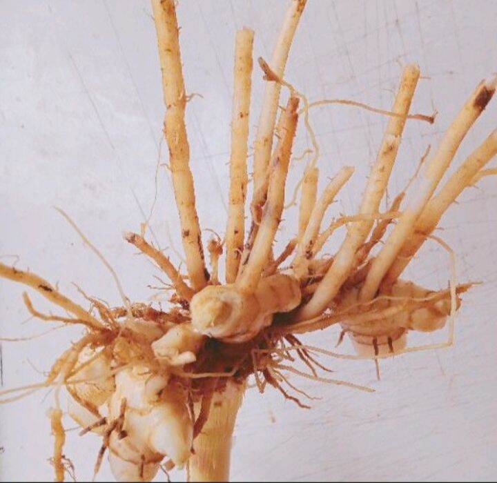 BIBIT TANAM BONGOL PANGLAY HUTAN HERBAL LAIN NYA 1Kg | Lazada Indonesia