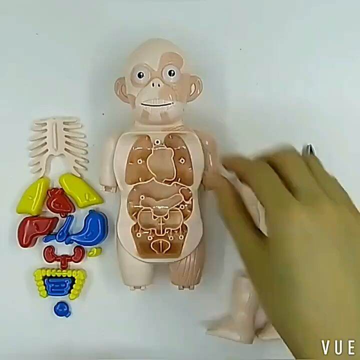 MODEL TUBUH MANUSIA human body model edukasi organ tubuh manusia ...