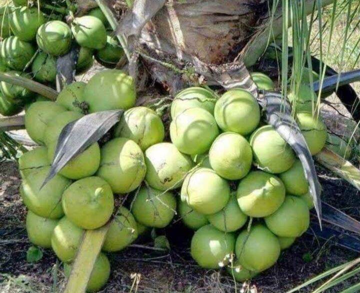 DWARF COCONUT. HARVEST IN 3-4 YEARS. DON'T WAIT 10 YEARS. BUY NOW AND ...