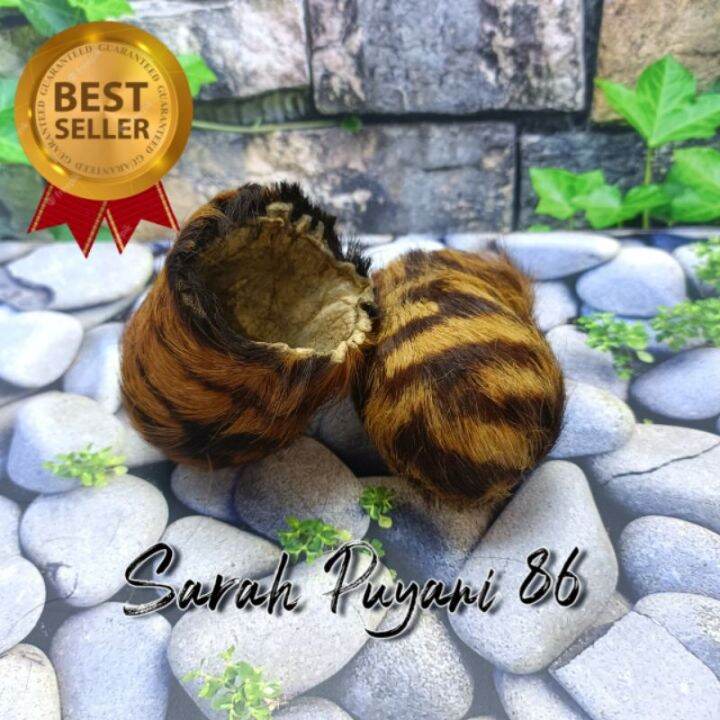 KANTONG MACAN lORENG KALIMANTAN | Lazada Indonesia