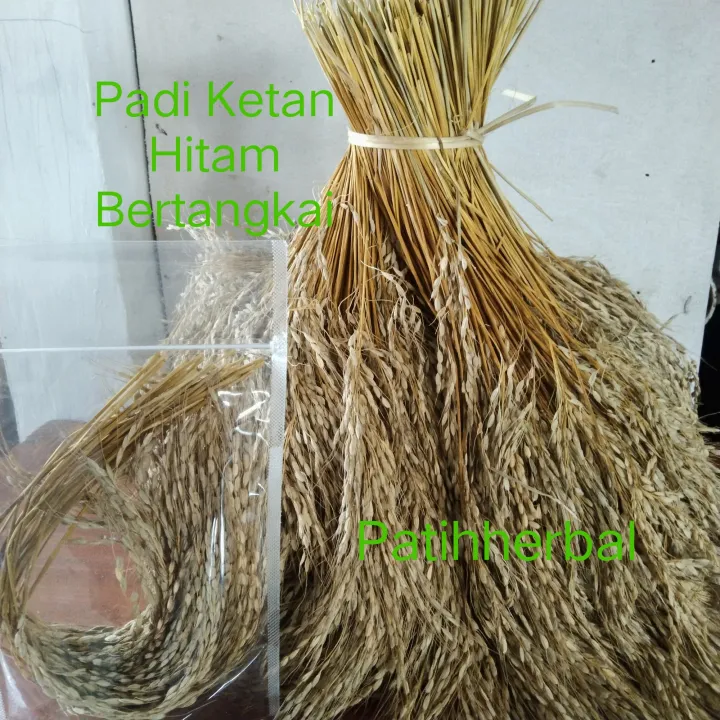 Padi Ketan Hitam bertangkai, harga yang tercantum per 1 ikat isi 40 ...