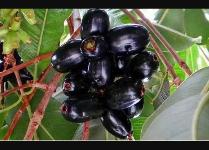 benih buah che mau, buah keriang, buah jambu arang (seed) | Lazada