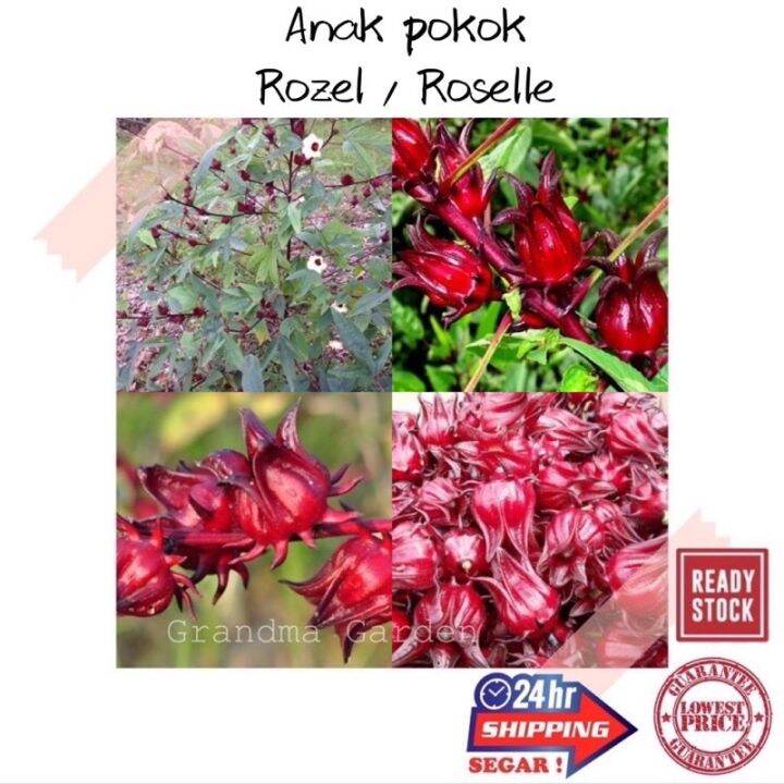(GG real plant)roselle ^ anak pokok buah rozel live indoor house plant ...