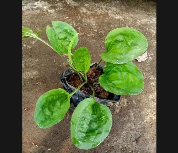 tanaman ki urat/daun sendok | Lazada Indonesia