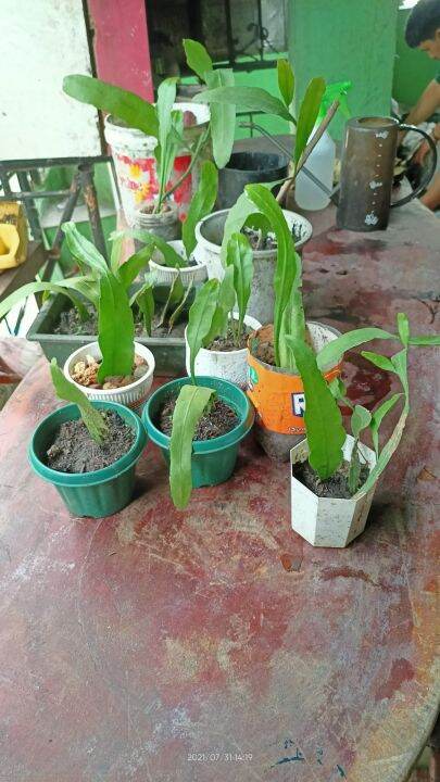 Arwaka-Queen of the night Plant rooted | Lazada PH