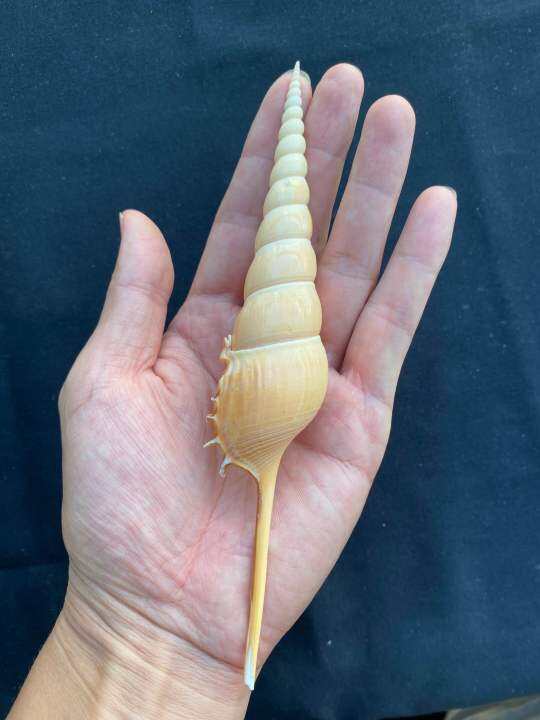 หอยทากจมูกยาว Martin long-nosed snail shell | Lazada.co.th
