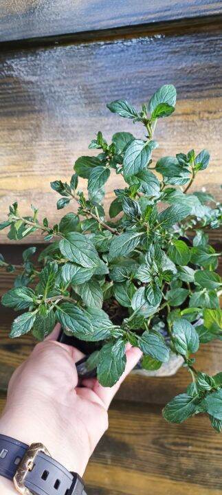 CHOCOLATE MINT Mentha × piperita f. citrata | Lazada PH