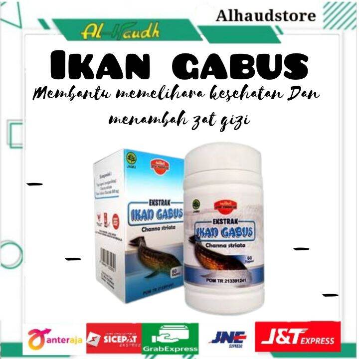 Ikan Gabus Channa Striata Ekstrak Ikan Gabus Membantu Memelihara ...