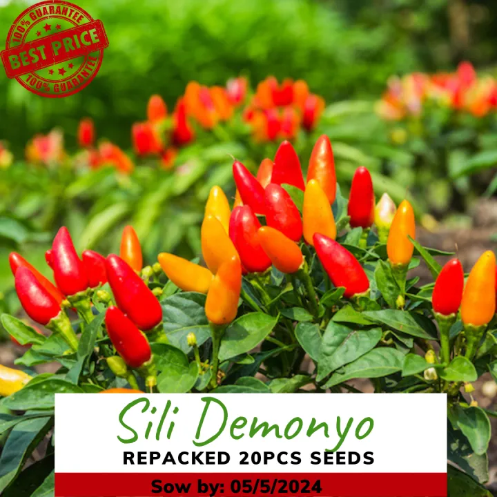 Sili Demonyonative Chili Seeds 20pcs Lazada Ph