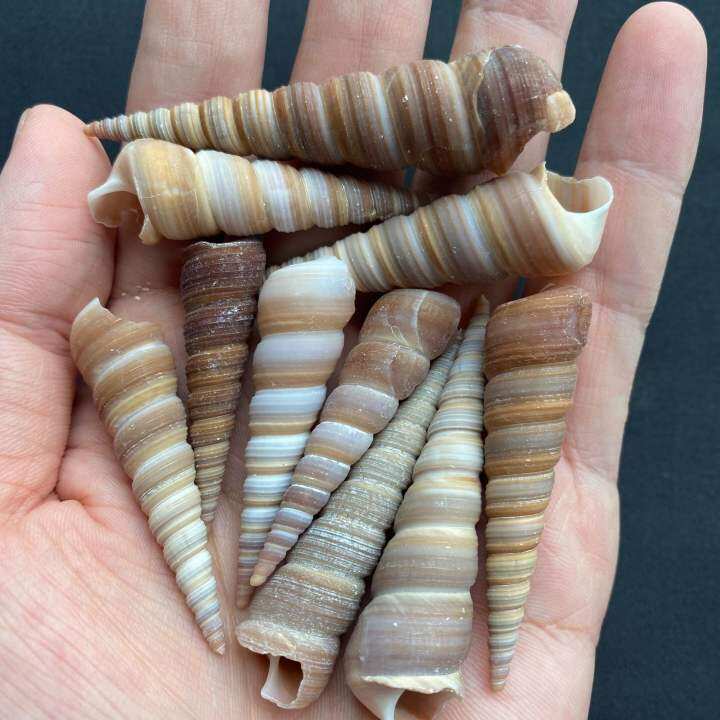 กรวยสีน้ำตาล Brown cone conch 4-6cm 50g chang ding luo | Lazada.co.th