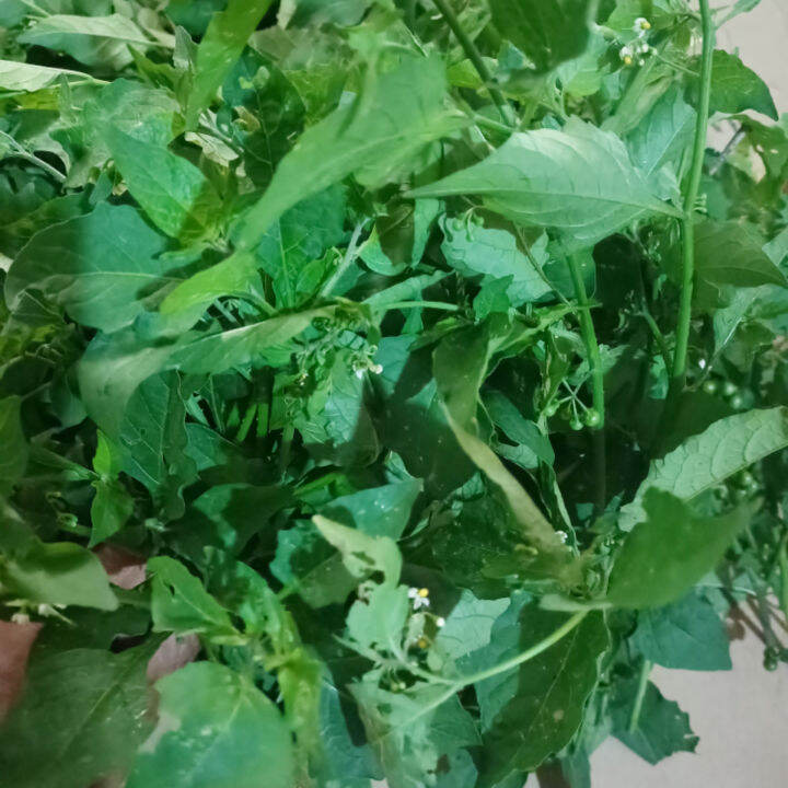 Daun ranti atau leunca hayam per 500 Grm | Lazada Indonesia