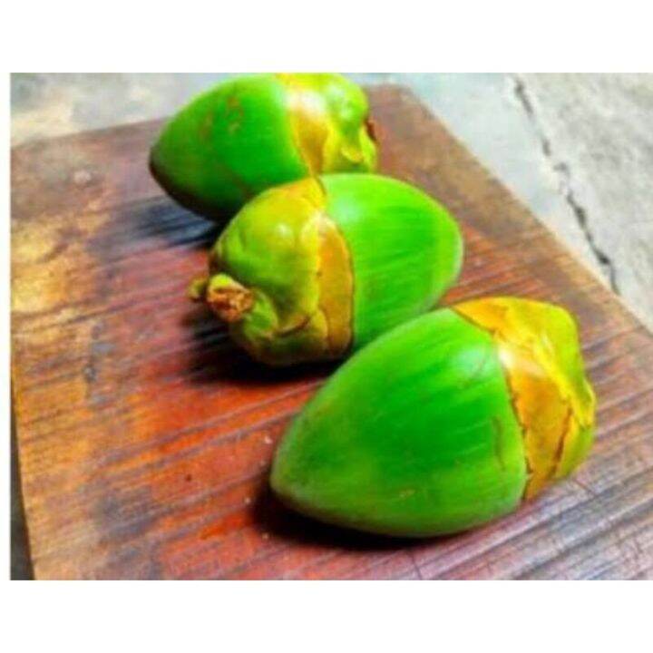 5pcs bluluk segar / beluluk/buah kelapa muda kecil / biji kelapa kecil ...