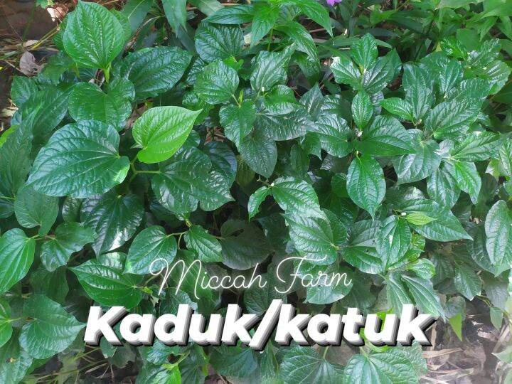 kaduk/ katuk plants| daun kaduk |wild pepper leaf | Piper sarmentosum ...