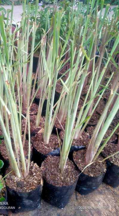 TANAMAN SEREH DAPUR | Lazada Indonesia