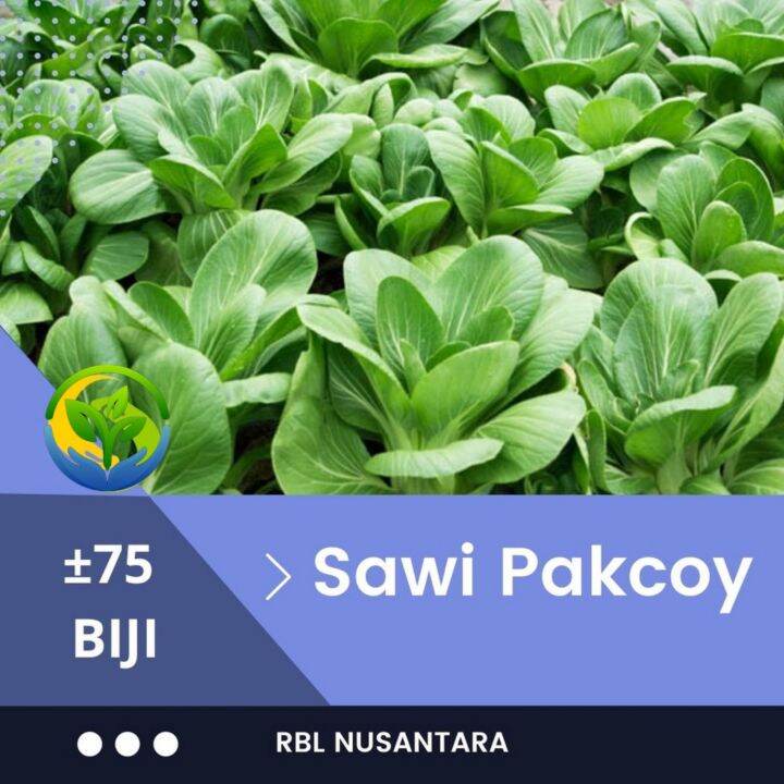 Biji Benih Sawi Packcoy Bibit Unggul Siap Tanam | Lazada Indonesia