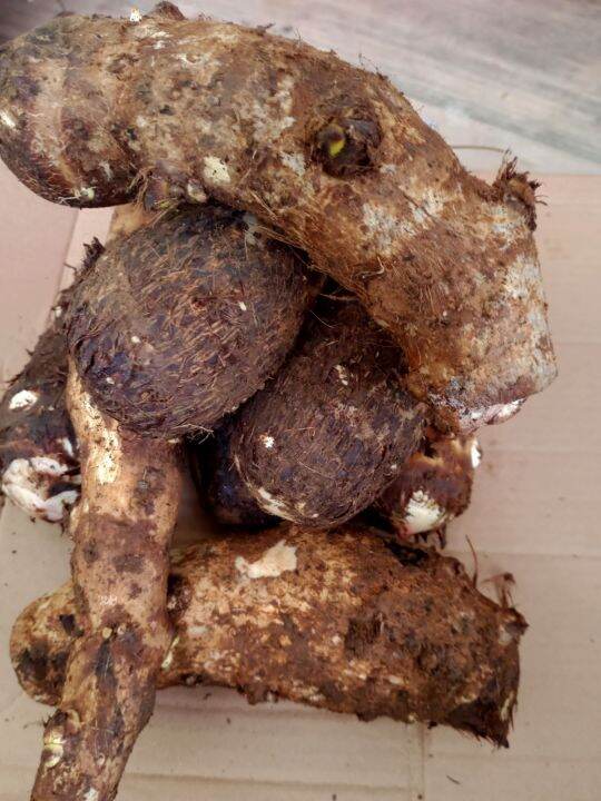 Umbi Talas Puleun 2kg | Lazada Indonesia