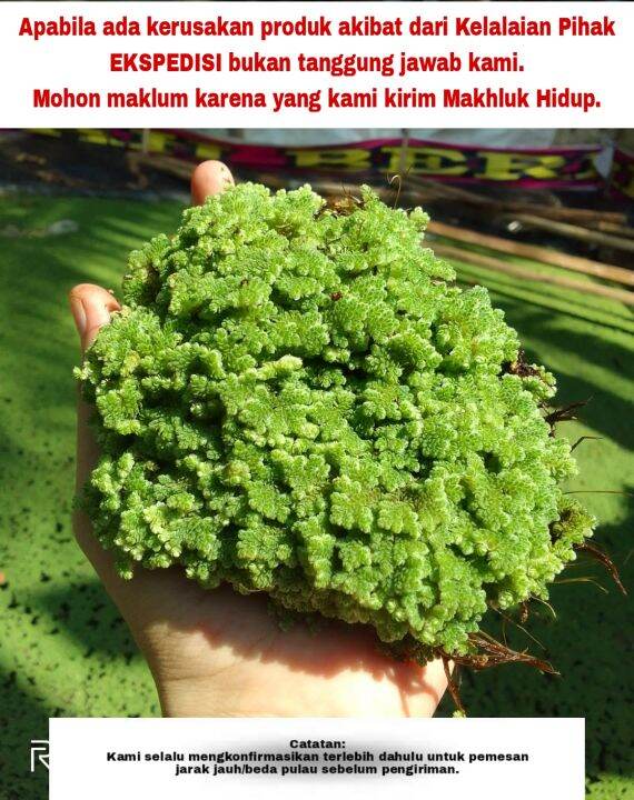 Bibit Azolla Super + Pupuk Untuk Budidaya Azolla/ Azolla/ Azola/Azolla Microphylla/Azolla ...