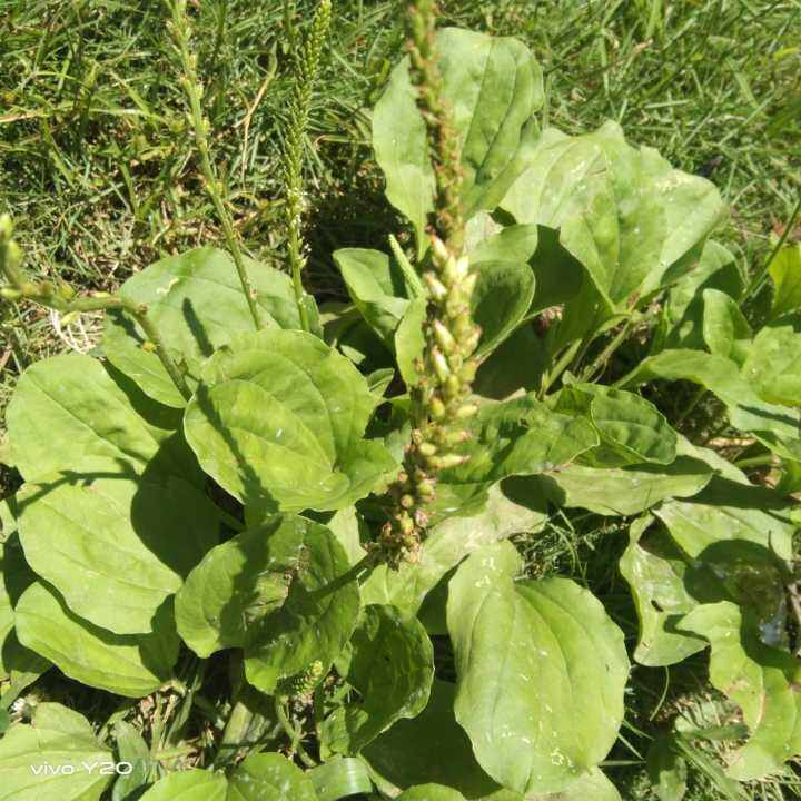 Daun Sendok Atau Ki Urat Segar Paket 1 kg | Lazada Indonesia