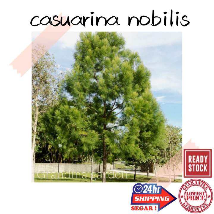 (GG real plant)casuarina nobilis ^ rhu bukit gymnostoma pokok hidup ...