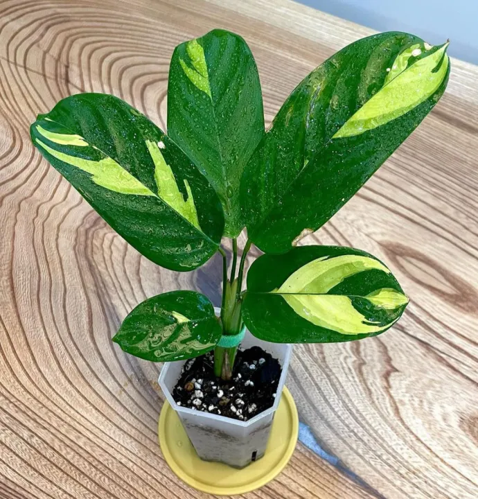 calatea luberrsia | Lazada Indonesia