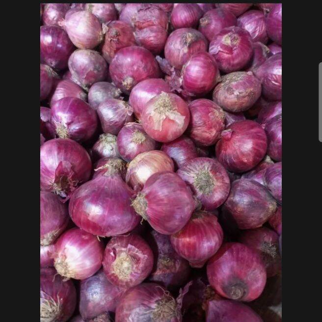 bawang merah besar 1kg | Lazada Indonesia