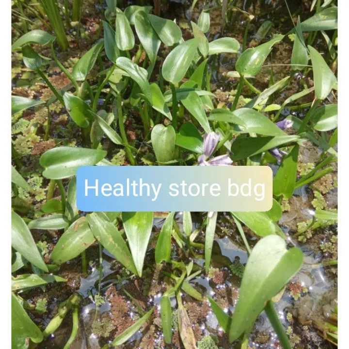 Daun eceng sawah segar 500 gram | Lazada Indonesia