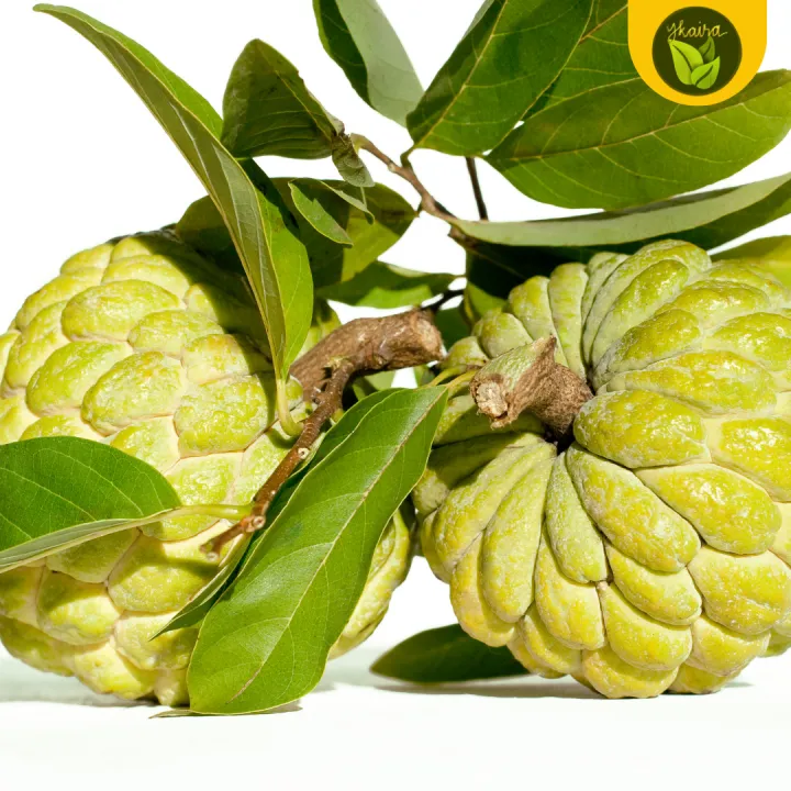 50 seeds for planting binhi pantanim atis sweet apple fruit | Lazada PH