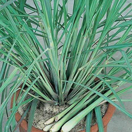 LEMON GRASS / TANGLAD live plant with free fertilizer and pot | Lazada PH