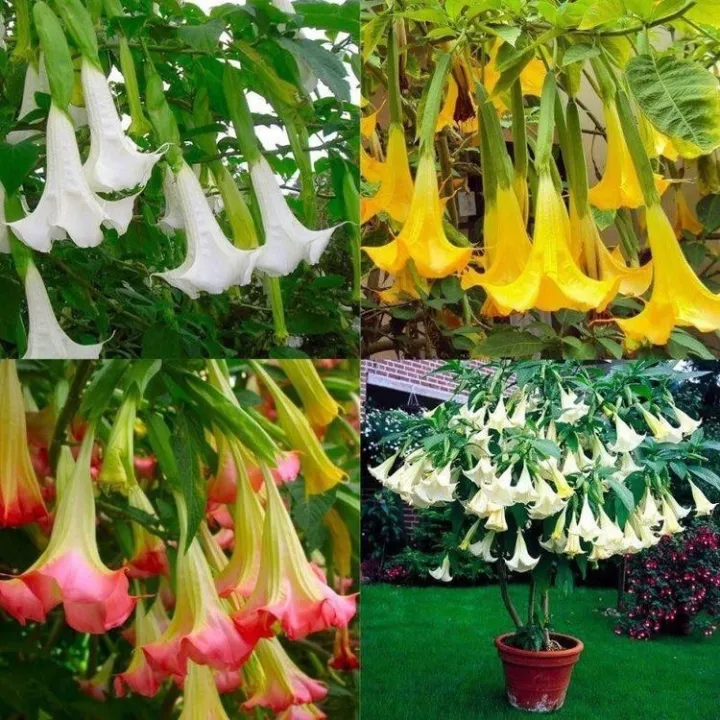 ANAK POKOK “Datura” 🌼 Pokok Bunga Trompet 🌸 Pokok Bunga Loceng 🔔 | Lazada