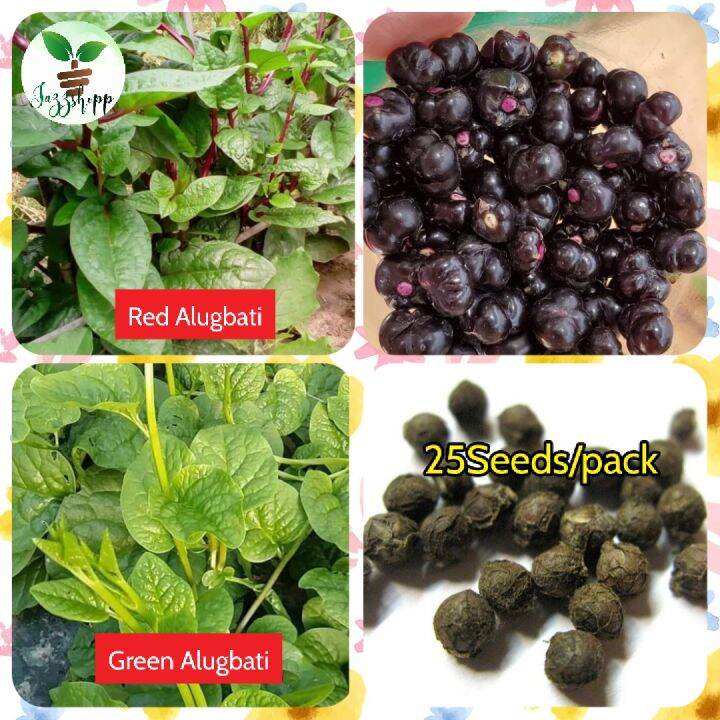 Green Alugbati Malabar spinach Red Alugbati / Green Alugbati For ...