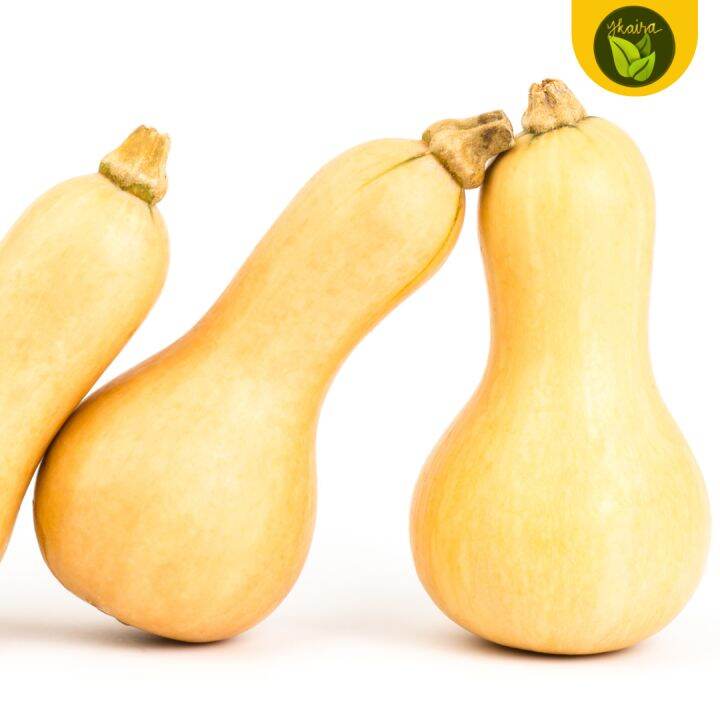 binhi pantanim seeds for planting butternut squash outdoor garden plant ...