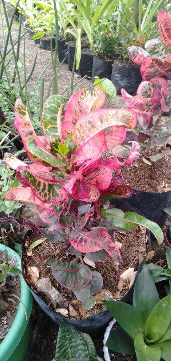 Pink croton (Garden croton) | Lazada PH