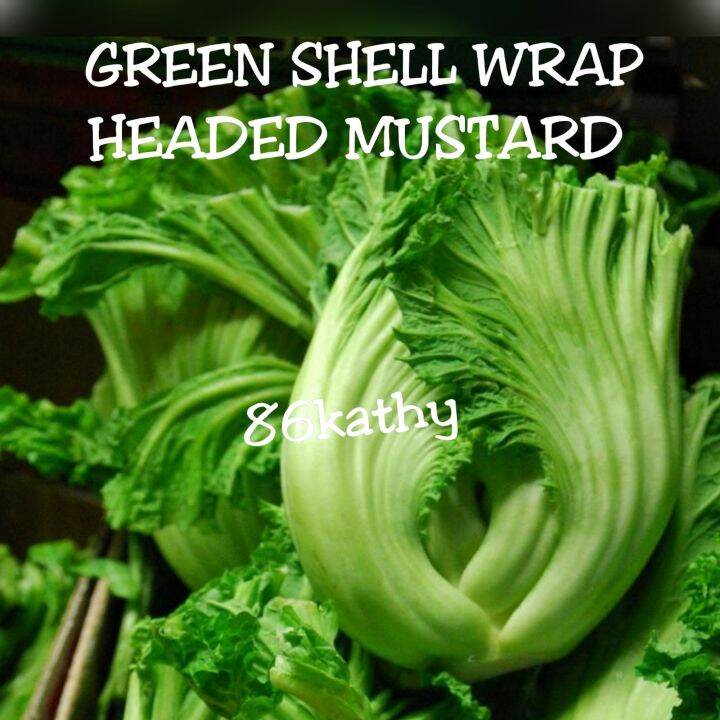 (Seed) Green Shell Wrap Headed Mustard Seed / Biji Benih Sayur Pahit ...