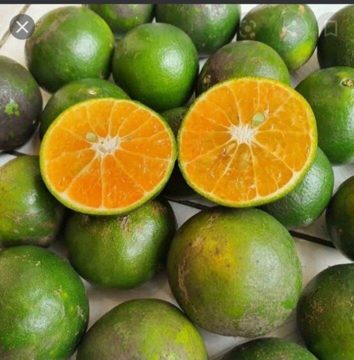 jeruk jember manis 1kg | Lazada Indonesia