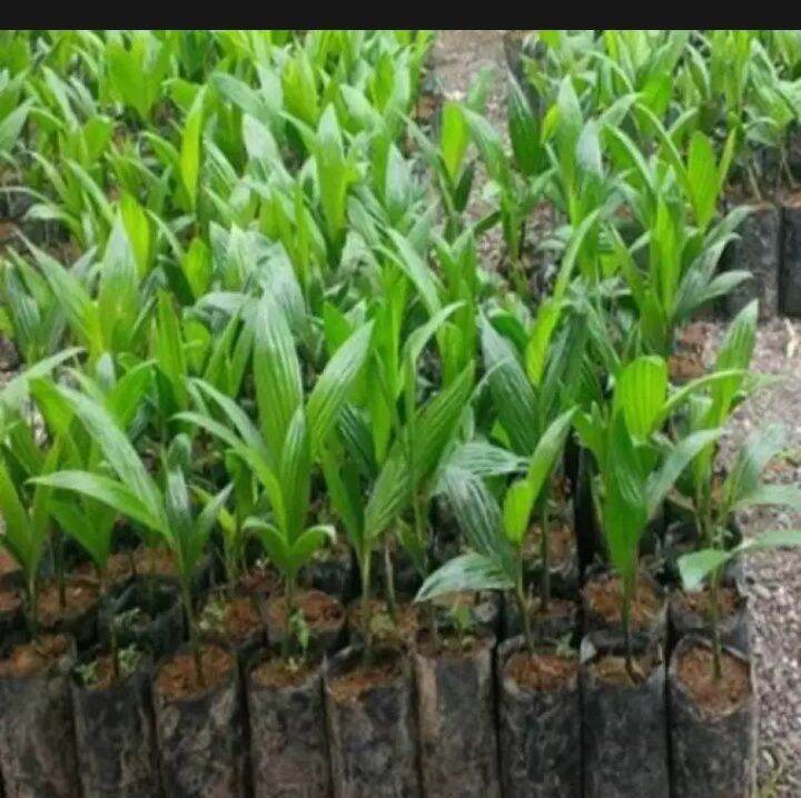 biibit pinang batara unggul 10pohon | Lazada Indonesia