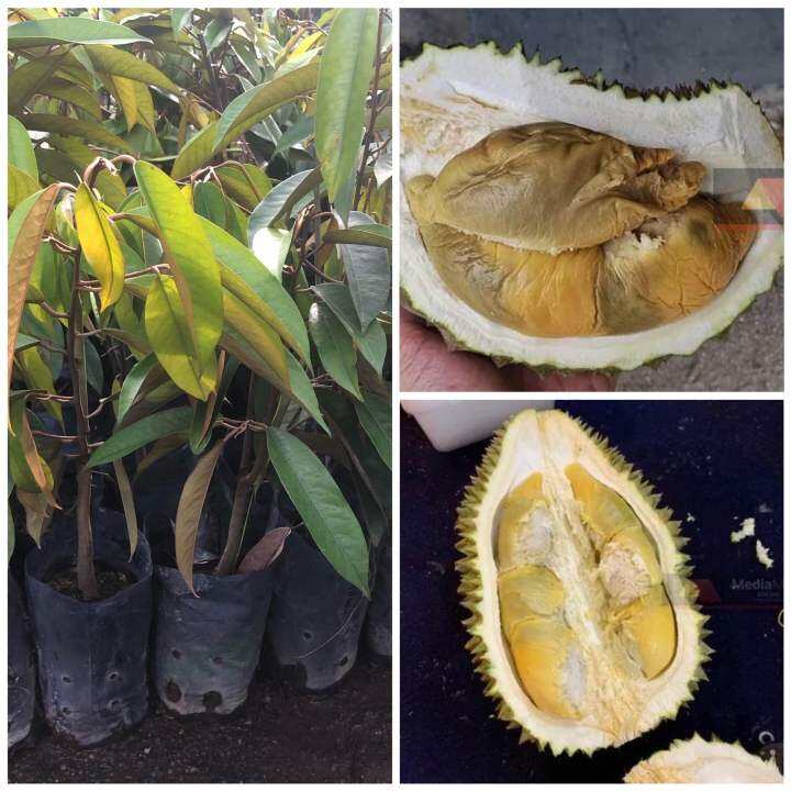 Anak pokok durian tupai king penang | Lazada