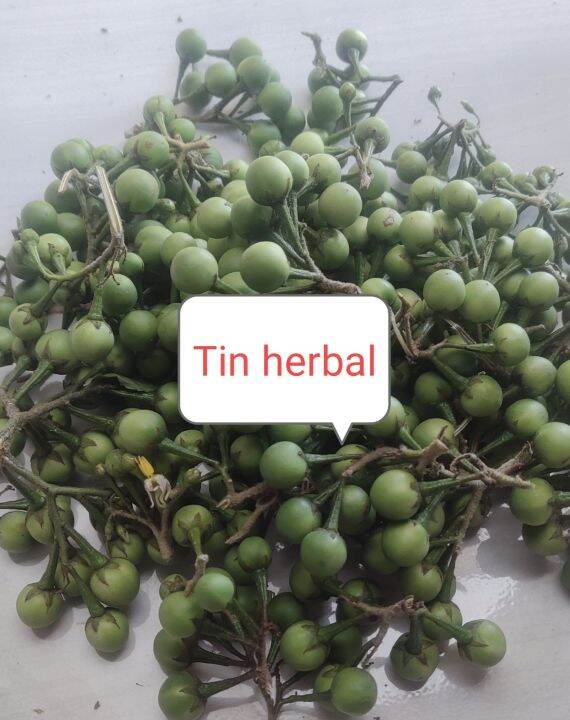 jual buah tekokak/cepokak atau buah takokak obat tradisional fresh/1 kg ...