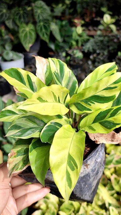 Bunga Calathea Golden Kuning Tanaman hias Calathea Golden Kuning Cantik ...