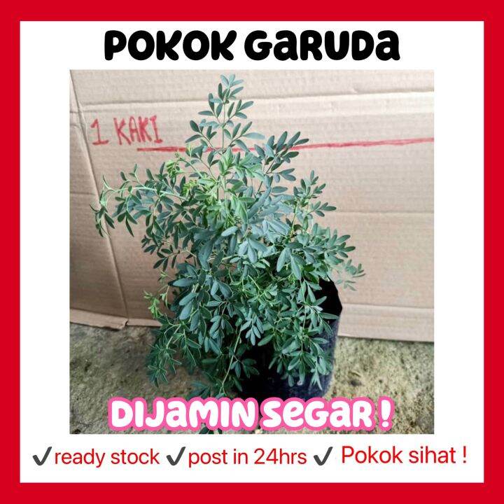rina • pokok garuda • herbs ruta graveolens daun busuk halau herba live ...