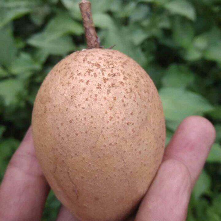 Buah Sawo Mentah 1Kg | Lazada Indonesia